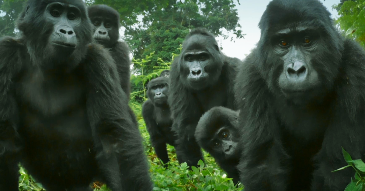 Watch Did You Know Gorillas Can Sing? | Nature | PBS SoCal