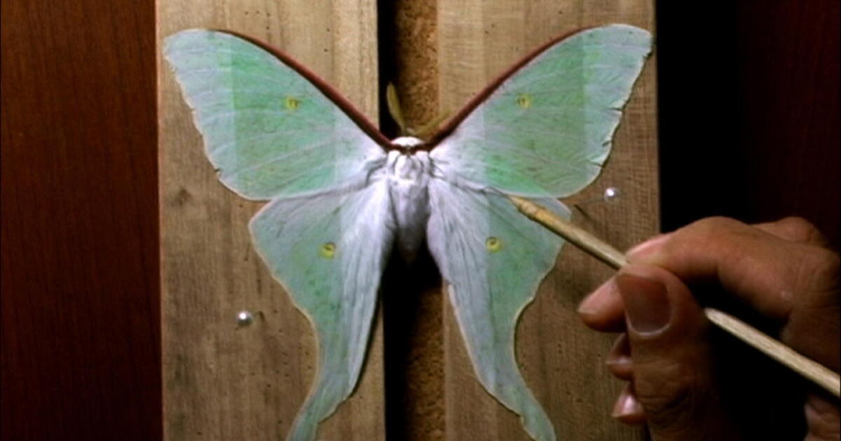 Watch Preview: Got Bugs? | Independent Lens Season 12 | PBS SoCal