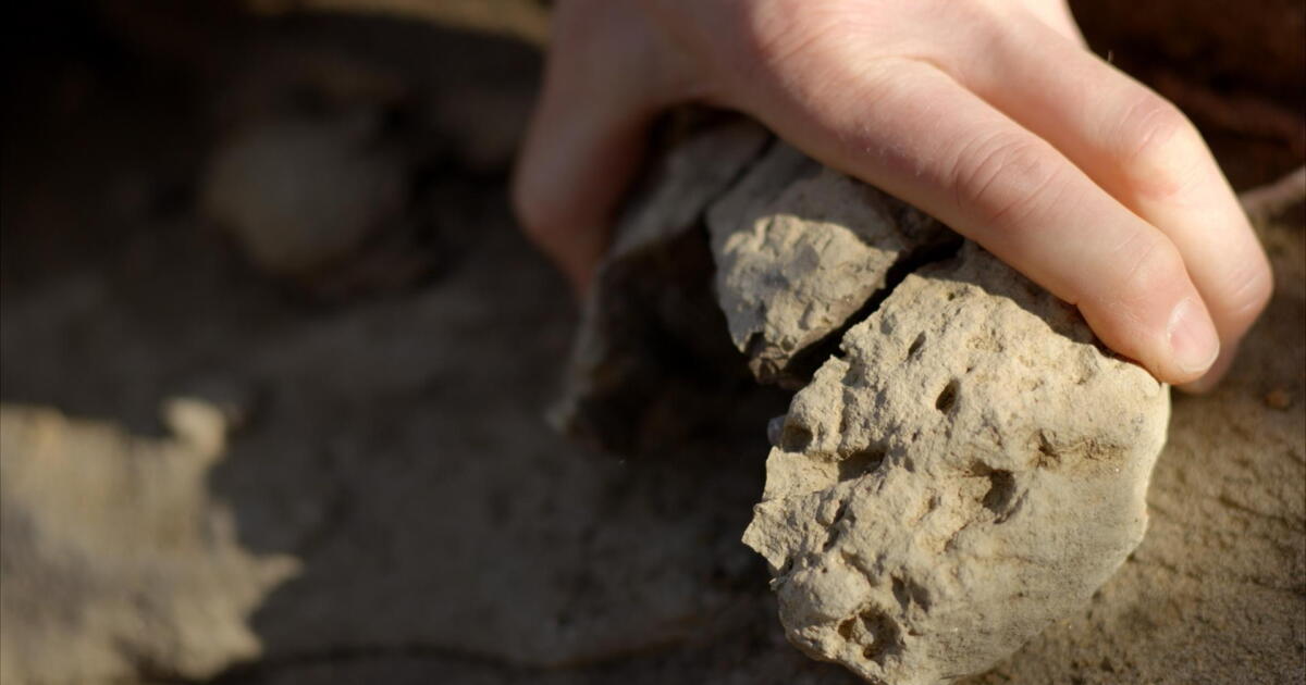 Watch Paleontologists Discover New Mammal Fossils Hidden in Rocks ...