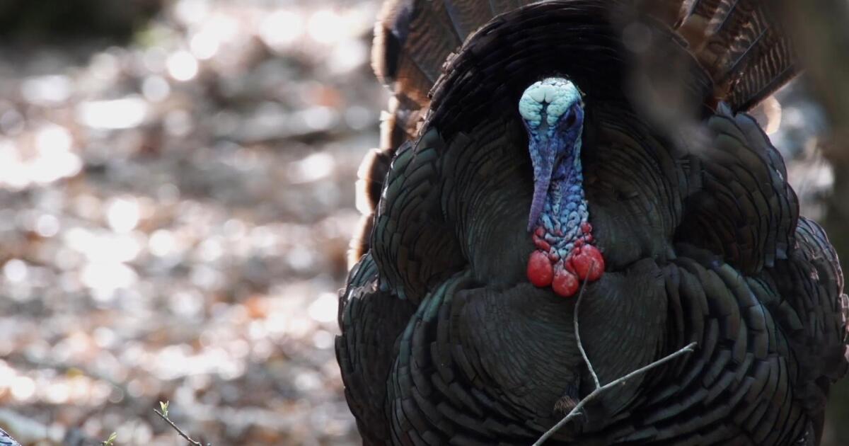 Watch When Turkeys Attack | NOVA | PBS SoCal