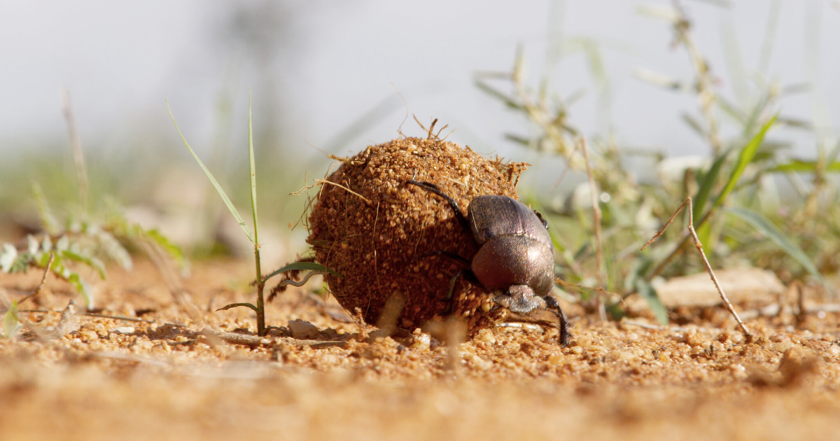 Watch Tiny Dung Beetle Ping-Pongs Up Termite Mound | Nature | PBS SoCal
