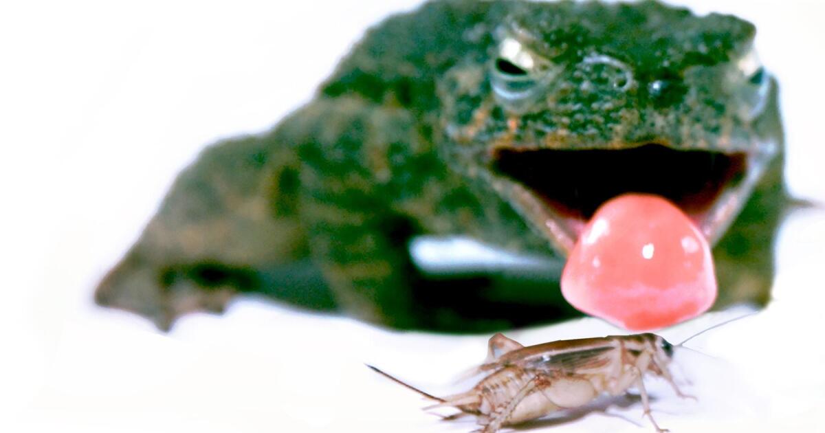 Watch Toad Tongues Slay With Seriously Sticky Spit | Deep Look Season ...
