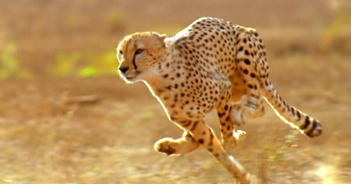 Watch Did the American Cheetah Make the Pronghorn Fast? | Nature | PBS ...