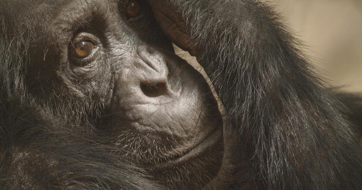 Watch Earth | Evolution Earth Season 1 | PBS SoCal