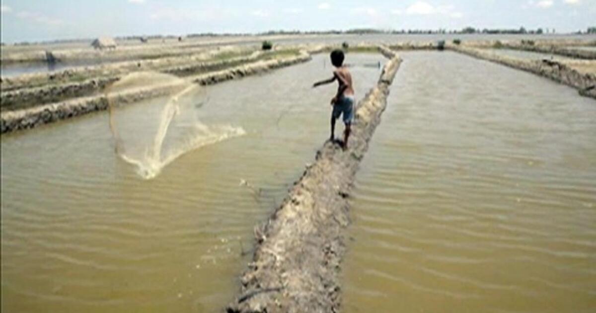 Watch Sunderbans, Shrimp Farming | Earth Focus | PBS SoCal