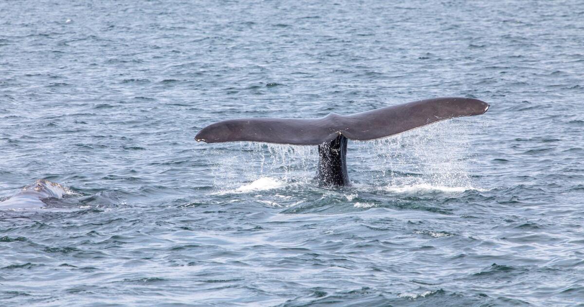 Watch Conservationists fight to save Northern Atlantic right whale ...