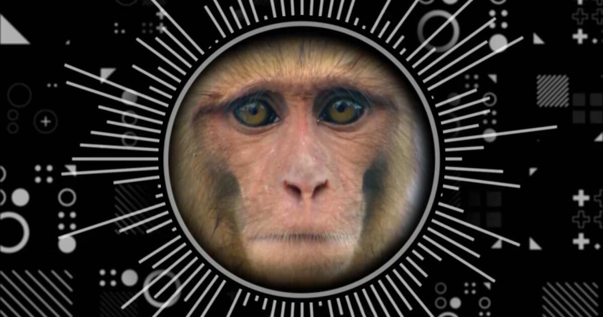 Watch What Do People And Monkeys Have In Common? | Hacking Your Mind ...