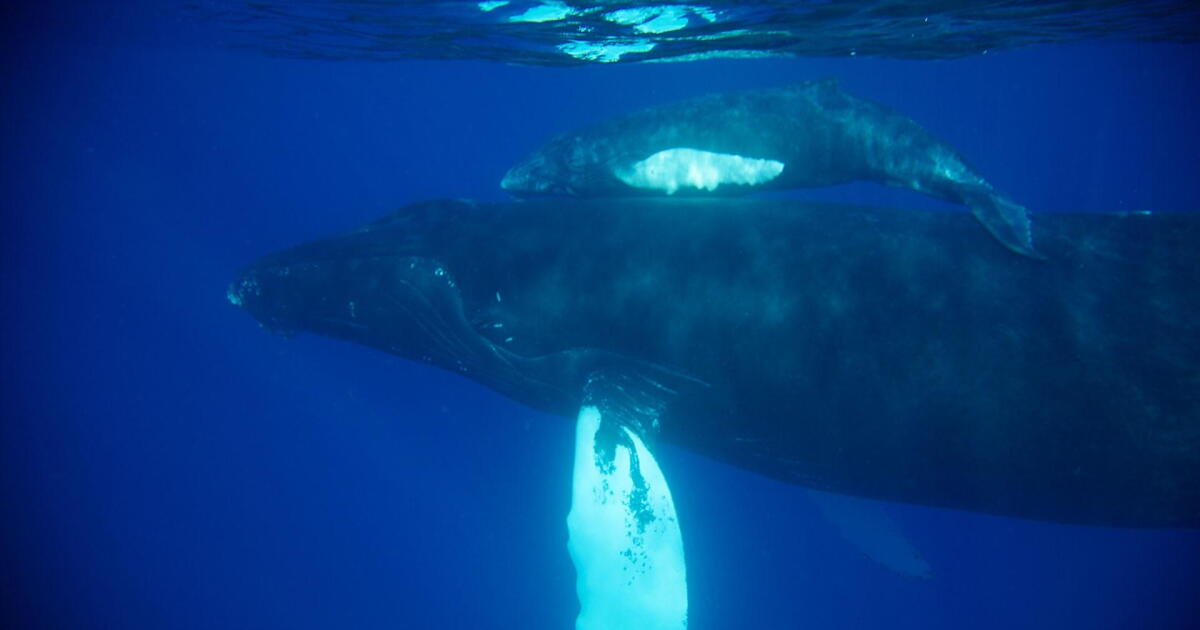 Watch Humpback Whale Nursery | Forces of Nature | PBS SoCal