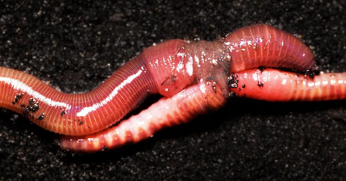 Watch Earthworm Love is Cuddly...and Complicated | Deep Look Season 10 ...