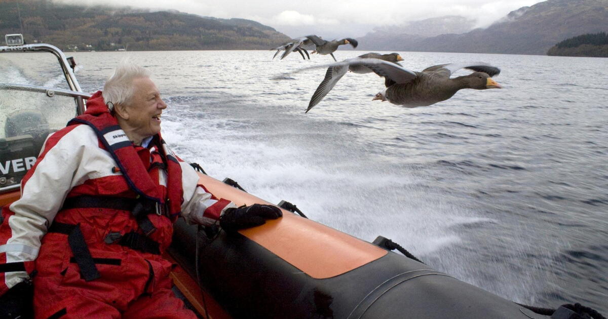 Watch Attenborough's Life Stories: Understanding the Natural World ...