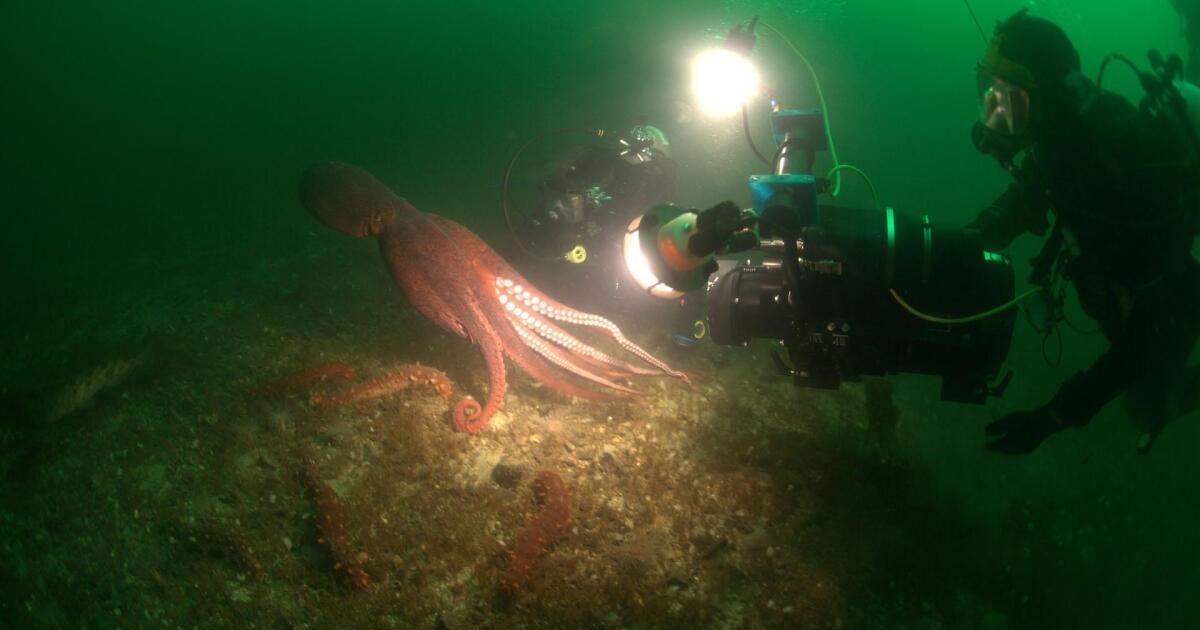 Watch Preview: Episode 5 Preview | Giant Squid | Inside Nature's Giants ...